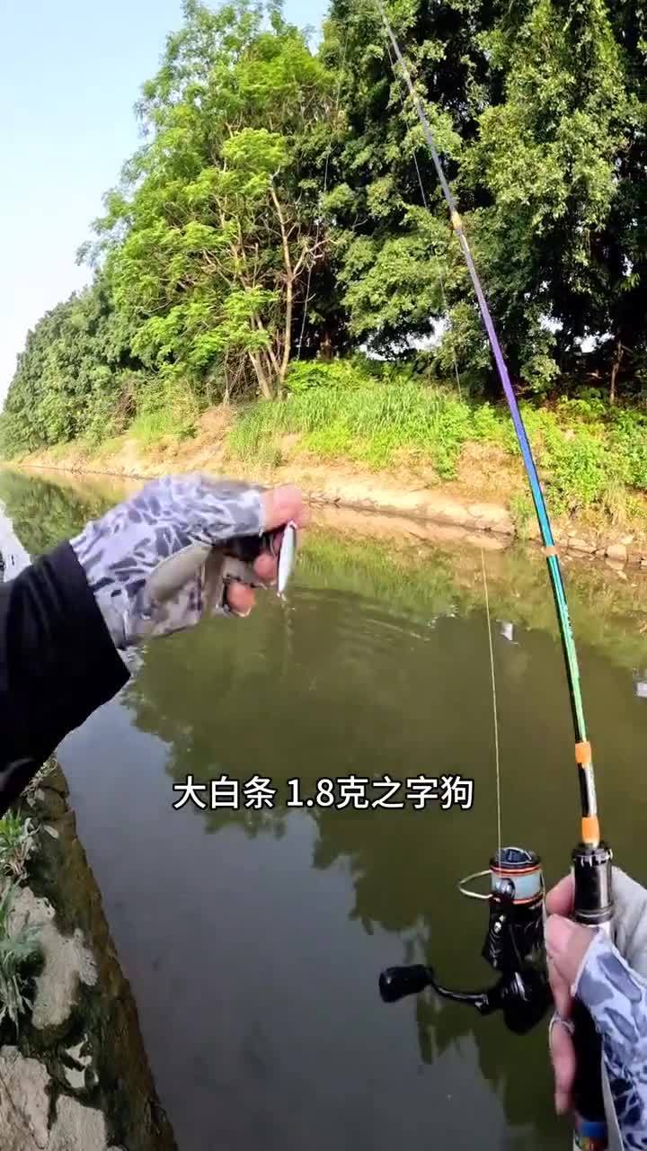 之字狗要抖 抖起来竟中鱼#钓鱼 #中鱼技巧