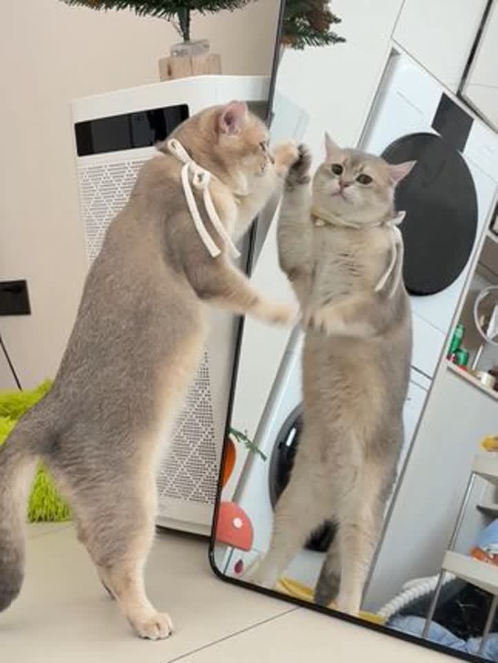 不让它跟老鼠玩,就生气开始擦玻璃了#傻猫的日常 #猫咪vlog #快看啊这...