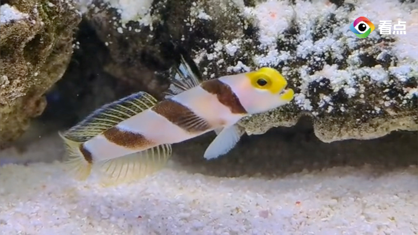 ...缔约方大会十五次会议第一阶段会议10月11日下午在云南昆明开幕。...