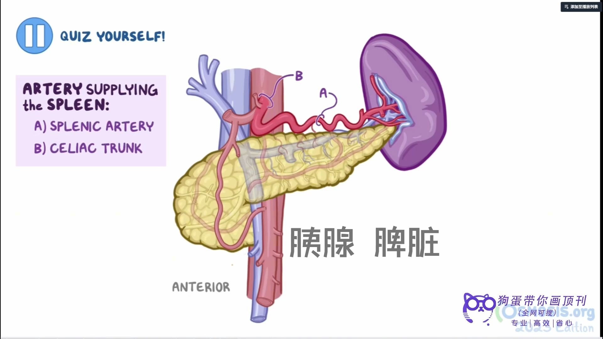 人体解刨学基础——腹部内脏篇(脾脏 胰腺)英译汉 医学插画分享