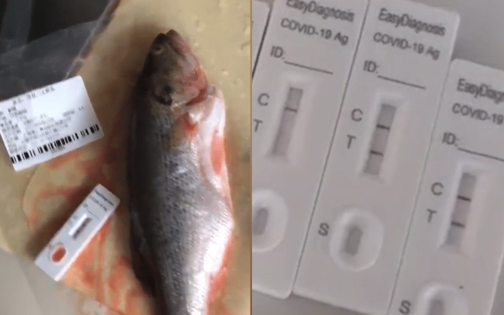 女子给鱼做抗原,结果显示两条杠,求助网友:这鱼是吃不吃