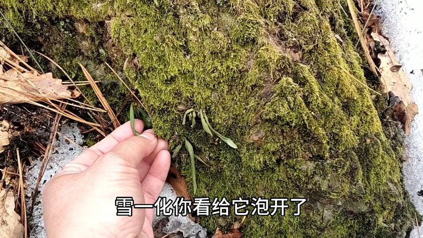 采点茶叶跑了四个山头,下山时发现了一个平盖灵芝,拿回去当摆件