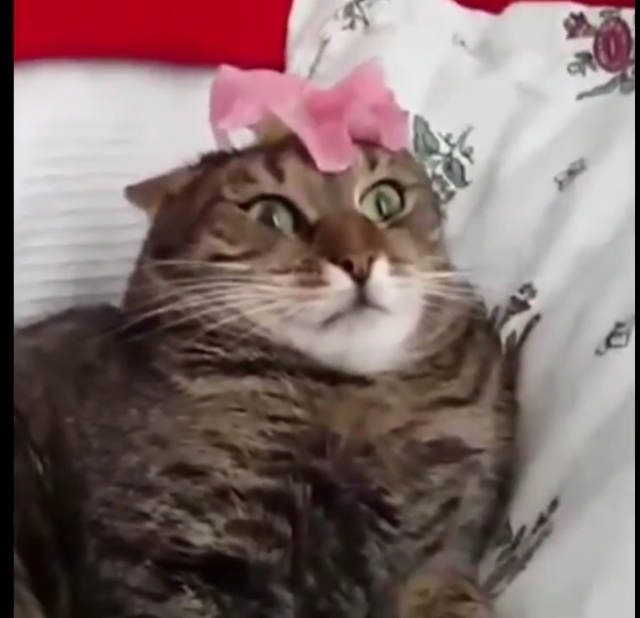 卡斯蒂利亚卡司 