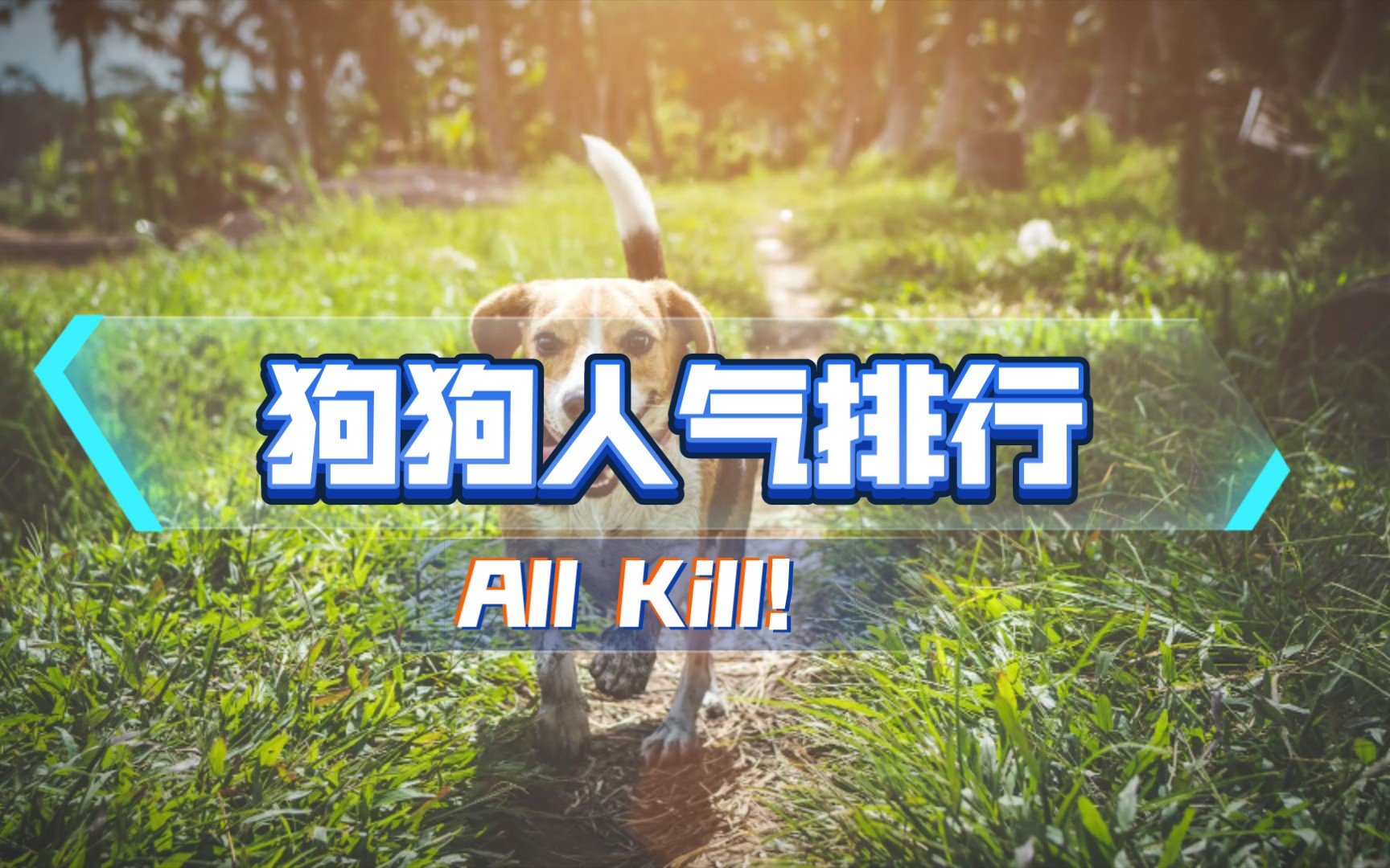 狗狗人气排行榜,汪星人九月搜索热度排名