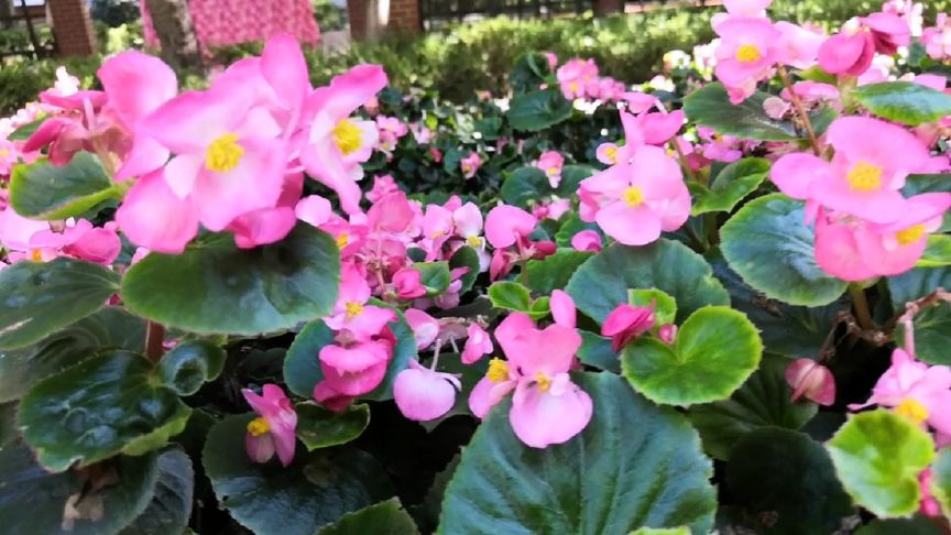 9月打卡!小区花池里水灵干净的玻璃翠花真漂亮!