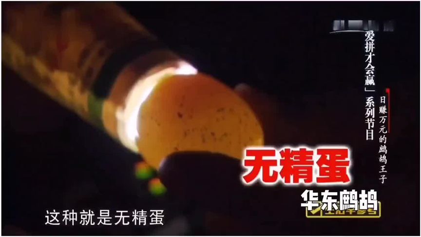 受精蛋个无精蛋的区别