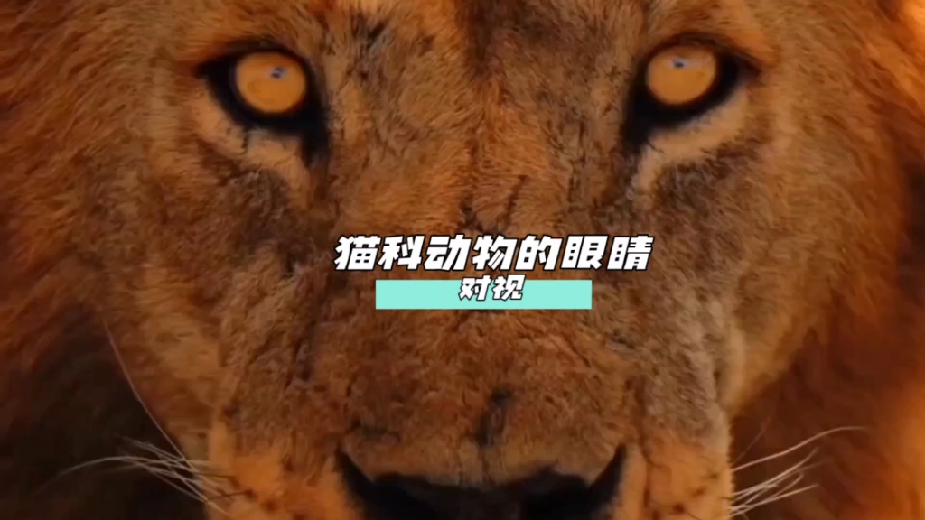 猫科动物的眼晴,对视。