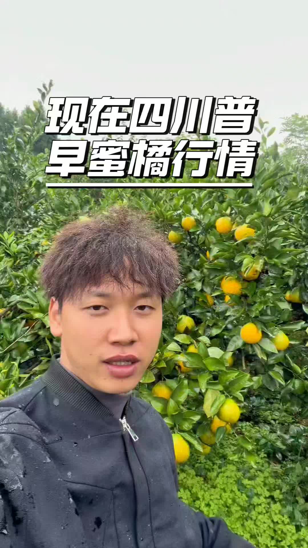 现在四川普早蜜橘的行情怎么样?现在普早蜜橘开始起量了,各大市场...