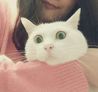 糖肉包 
