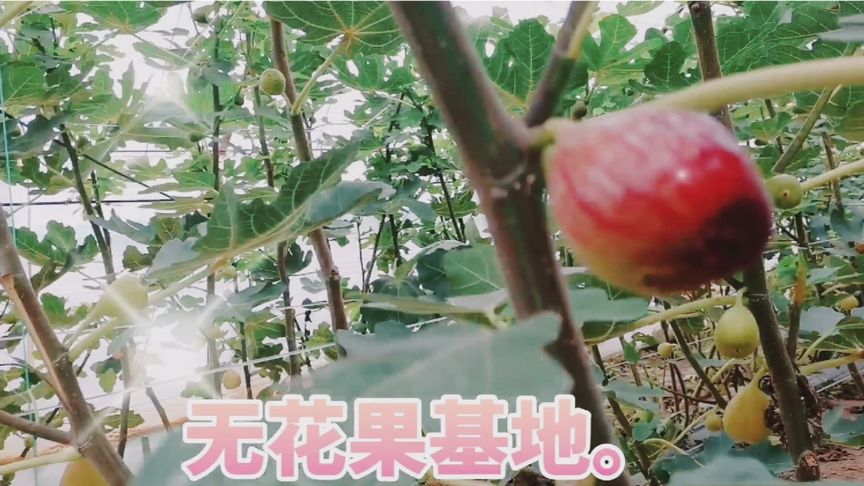 你知道无花果的用处吗?他全身都是宝。健胃清肠。消肿解毒。