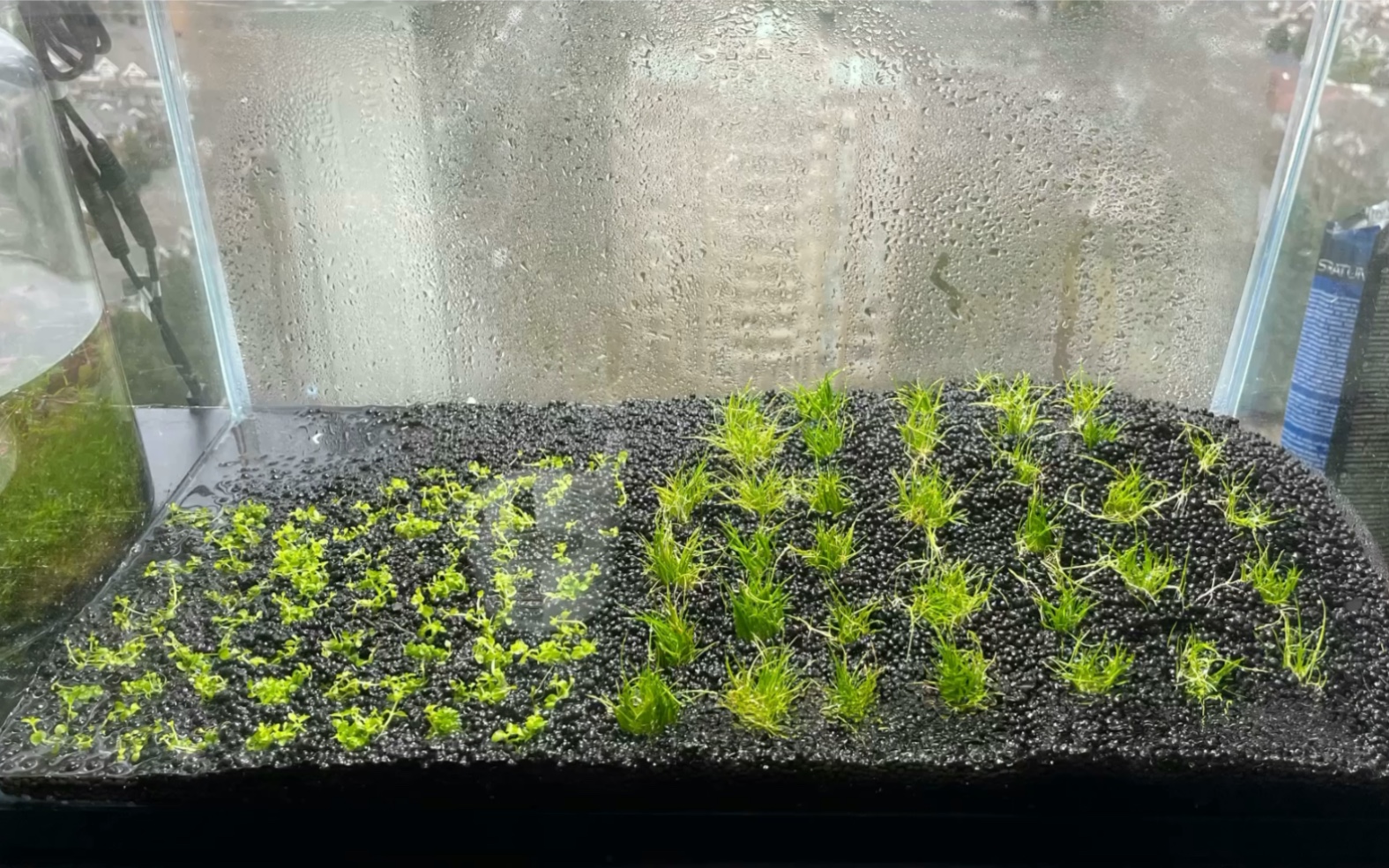 无水开缸一个半月的成长总结