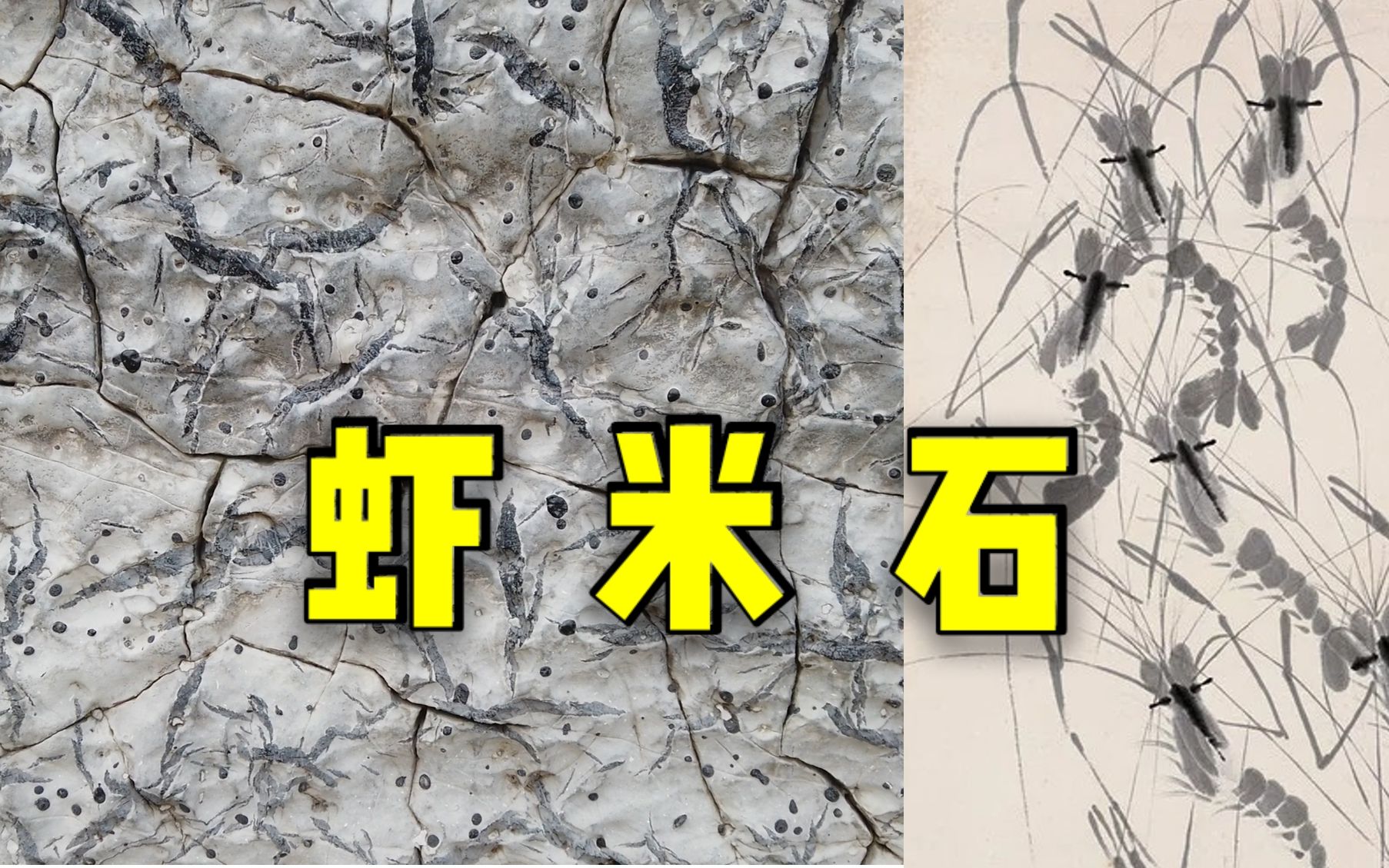 【岩石与矿物】15什么是虾米石?一幅天然小虾水墨画
