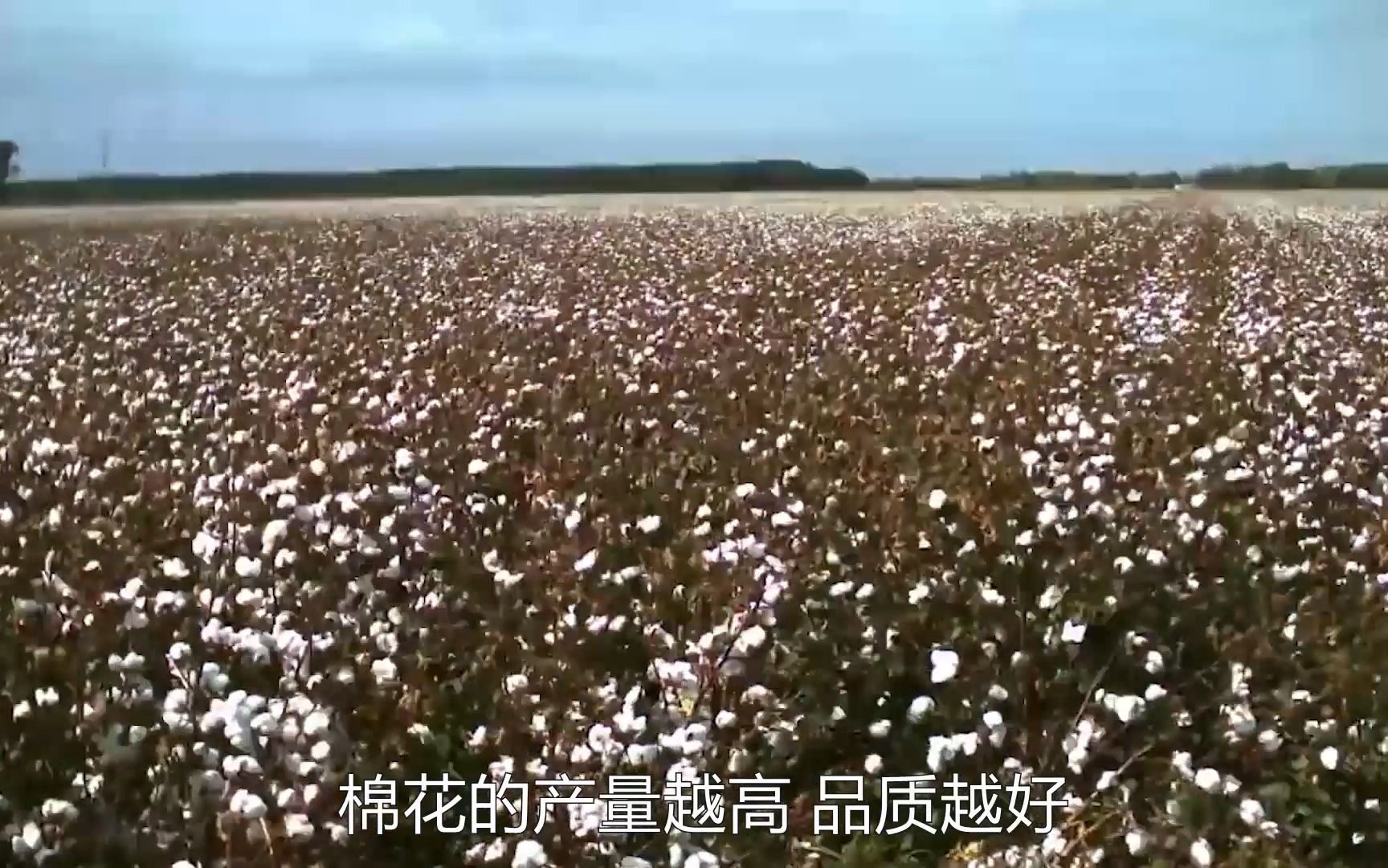 《食物百科》-棉花是如何种植的?