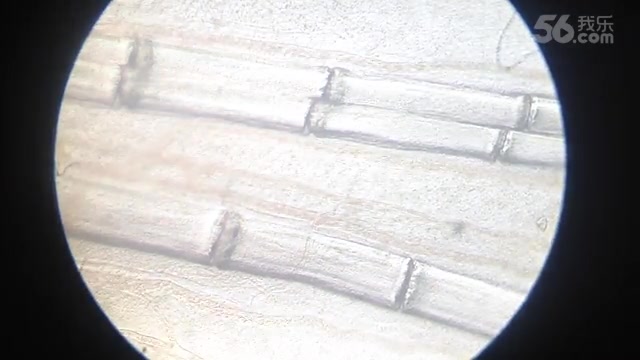 利用自制教具录制的小鱼尾鳍血液流动影像