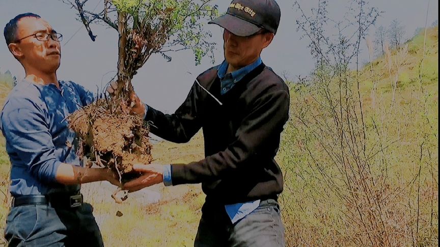 上山挖野生刺梨,刺梨果是维C之王,具有增强人体免疫力之功效