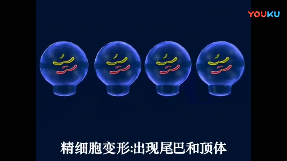 精子的形成过程_高清