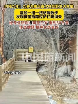 时隔九年!九寨沟震后首次拍到野生大熊猫,经专业研判:两至三岁 重约50...