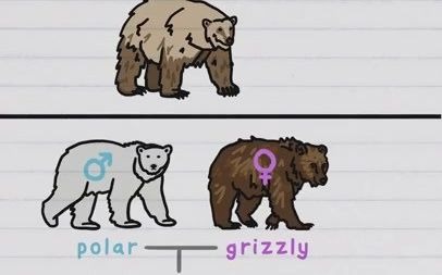 【熊】混血白熊(咆哮熊,比萨熊,灰北极熊)的名字来源