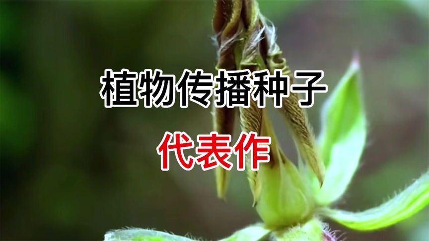 植物传播种子代表作,种子自体传播太拼了#会跳的种子#神奇植物