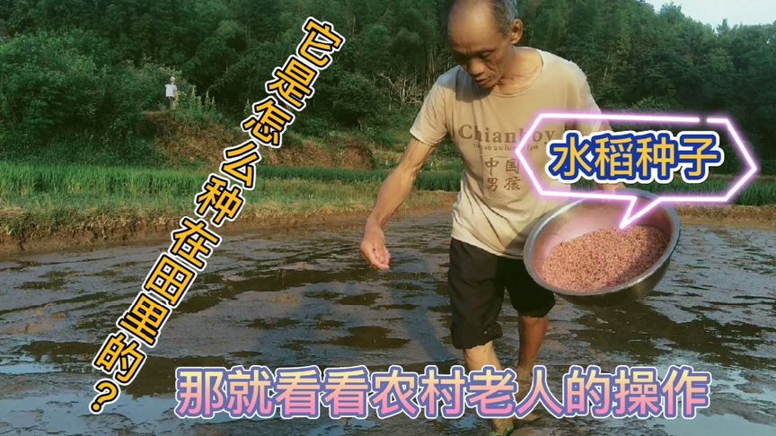 水稻种子是怎么种在田里的,看看农村老父亲的操作就知道了