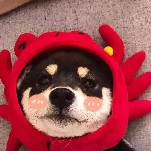 逗啦嗖嗖 