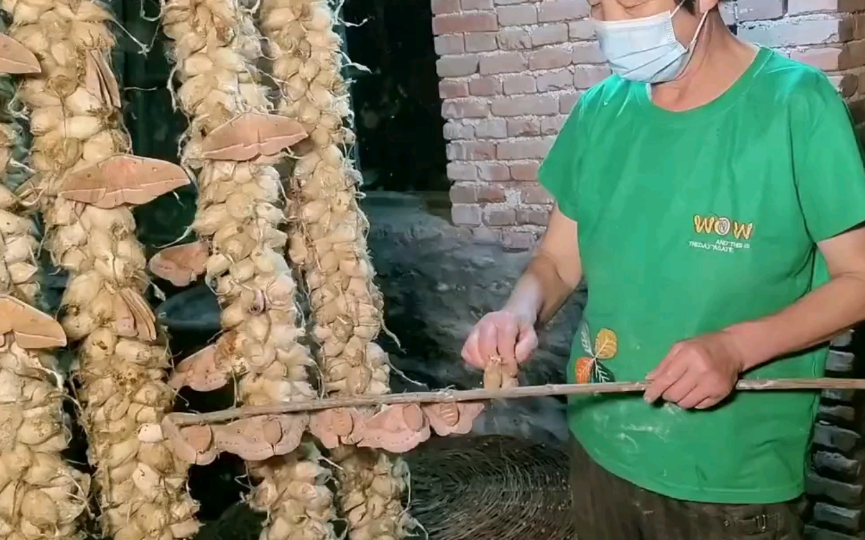 回顾柞蚕的一生:遍身养蚕者,不是罗绮人