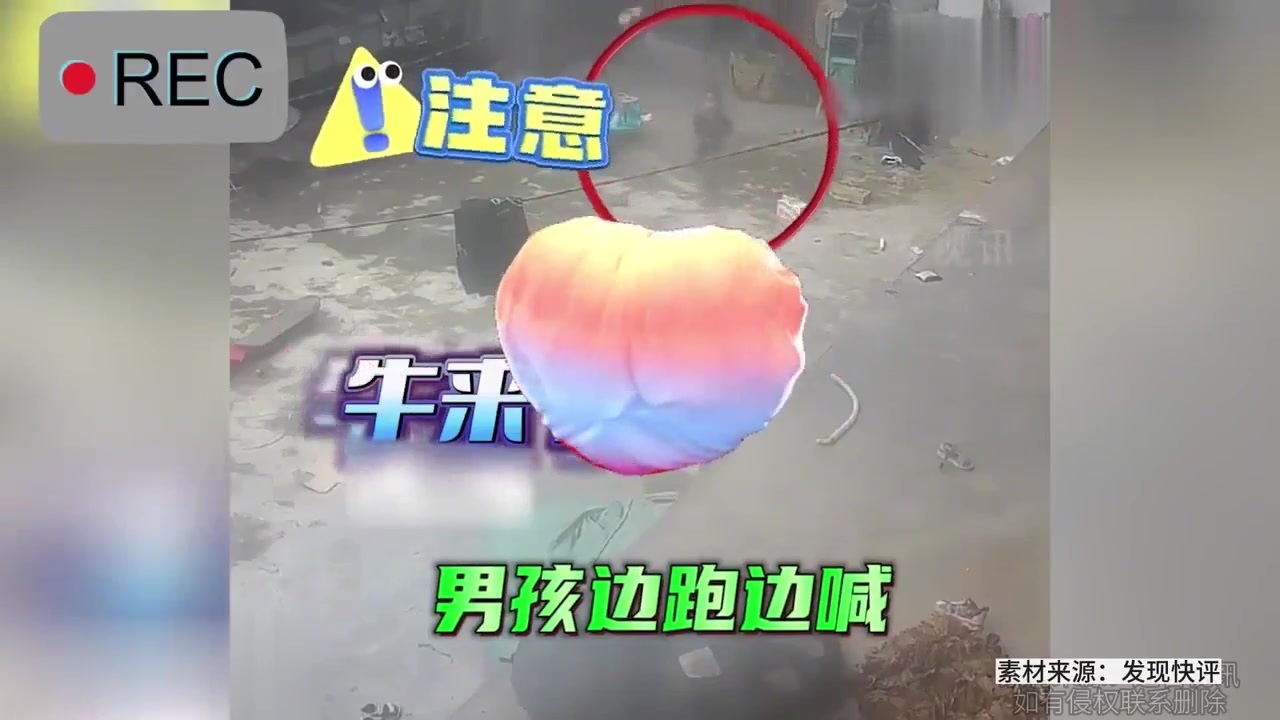 黄牛闯进门孩子飞奔提醒,被追赶进屋尖叫大哭,妈妈举动网友急坏