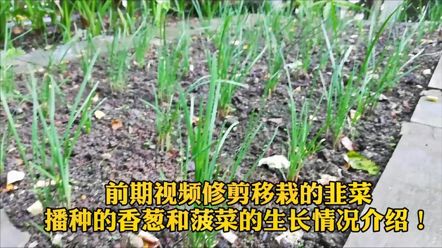 前期视频修剪移栽的韭菜,播种的香葱和菠菜的生长情况汇报