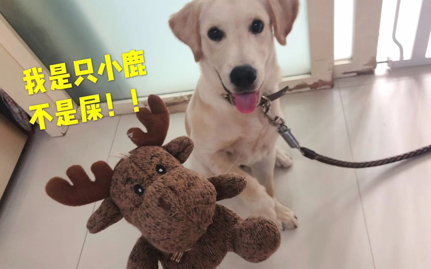 【拉布拉多】等了一天的西瓜终于吃上了!PS:澄清一下昨天的视频中...