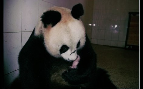 ...被勒令减肥。思嘉干妈阮女士与饲养员谈白雪…重要信息看评论区置顶