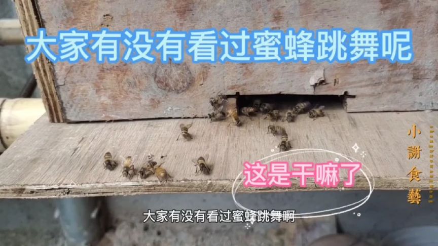 魔性的蜜蜂摆尾舞,一种能传递蜜源信息的舞蹈,你见过吗?