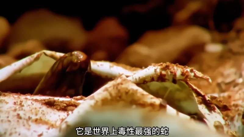 49. 世界最强的毒蛇