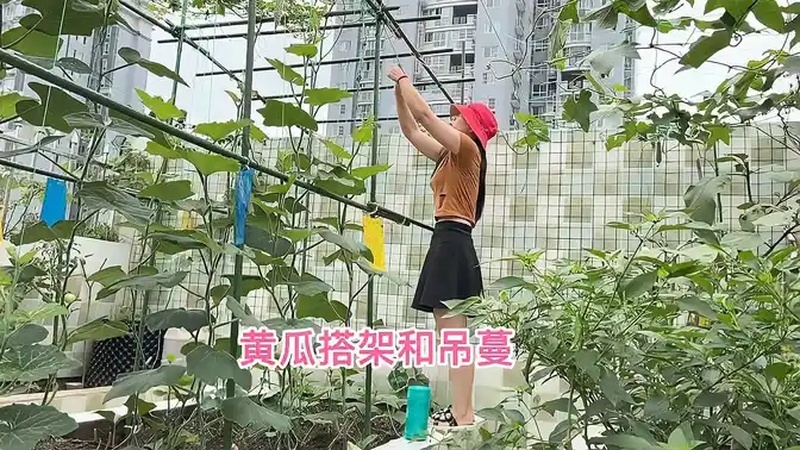 黄瓜苗移栽后的第二次管理 用包塑钢管和吊蔓绳 搭爬藤架和吊蔓
