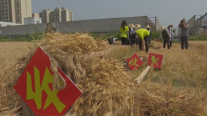 “收割小麦 体验农事”学生在劳动实践中成长