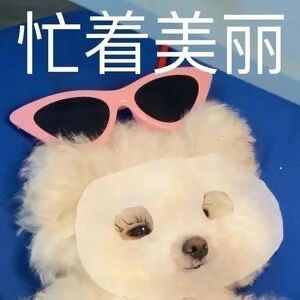 美丽姐独闯饭圈_ 