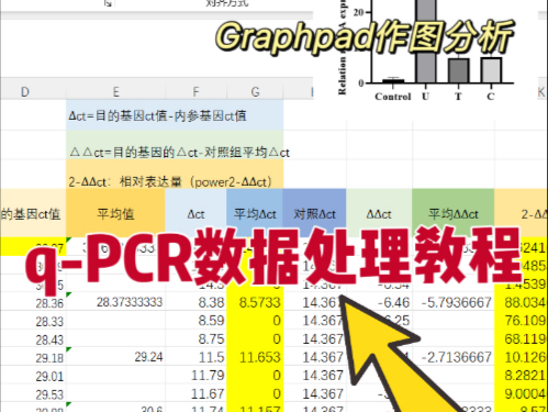 q-PCR数据处理+graphpad作图分析教程‼️