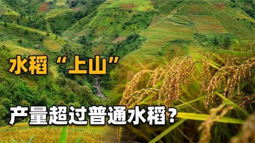 水稻"上山"产量提升,人均产量上千公斤,什么时候能推广?