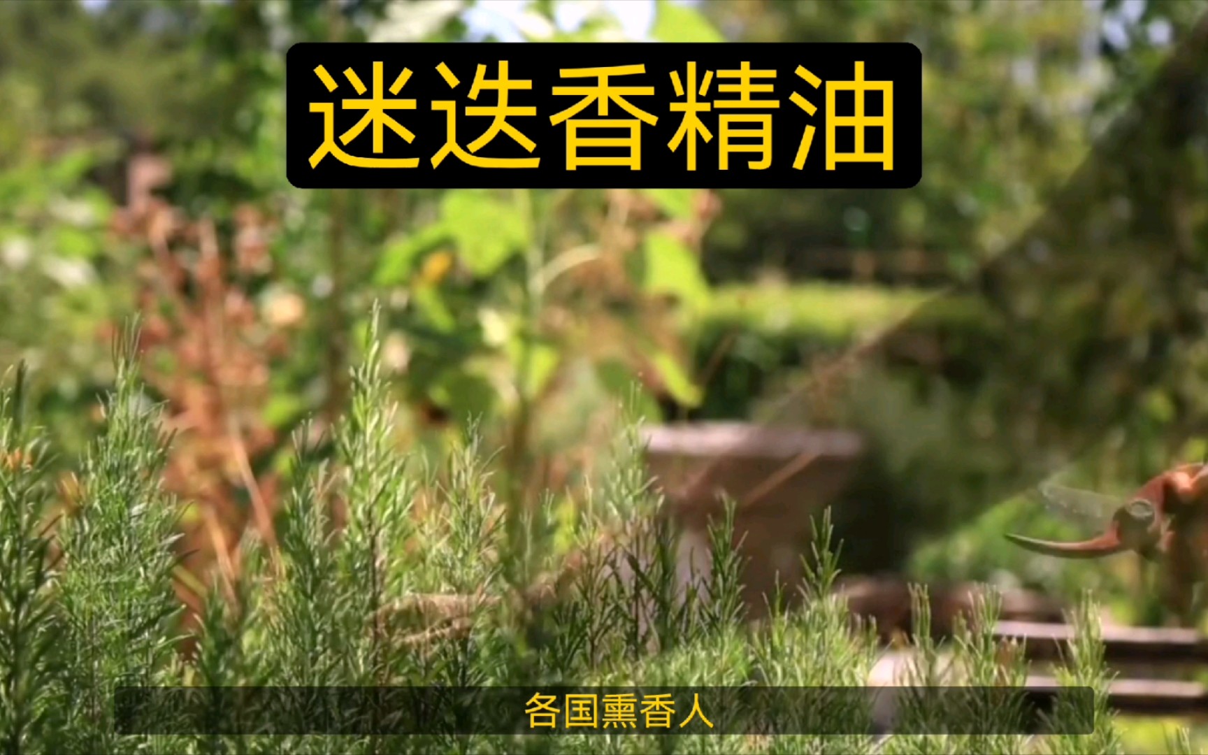 好精油自己造,迷迭香精油制作,看了这个视频自己在家就能做