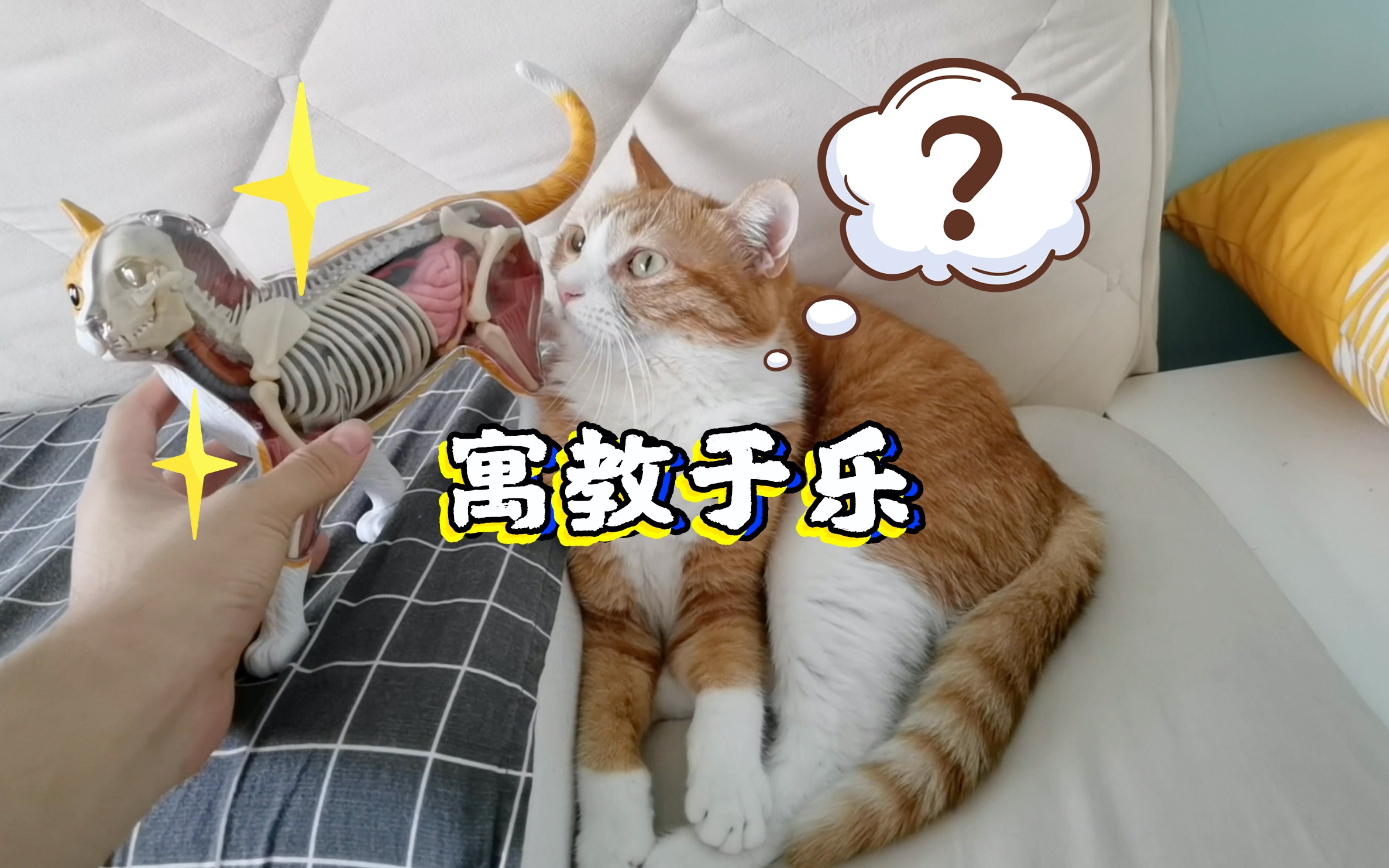 给猫看它的同款解剖模型,寓教于乐让猫学会生理知识