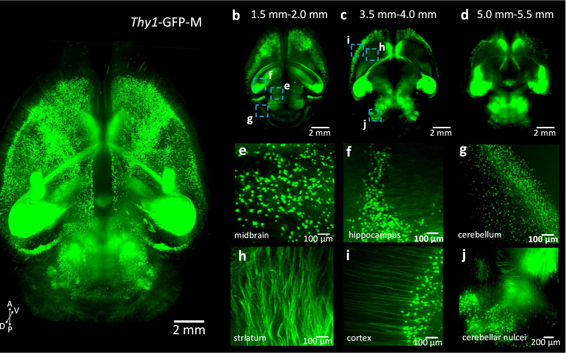 组织透明化试剂,效果请看这里!