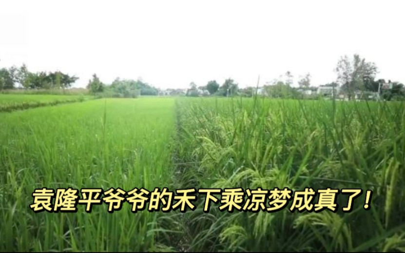 巨型水稻试种成功!网友:我还没稻子高