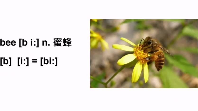 辅音bp元音长短i的单词识记训练