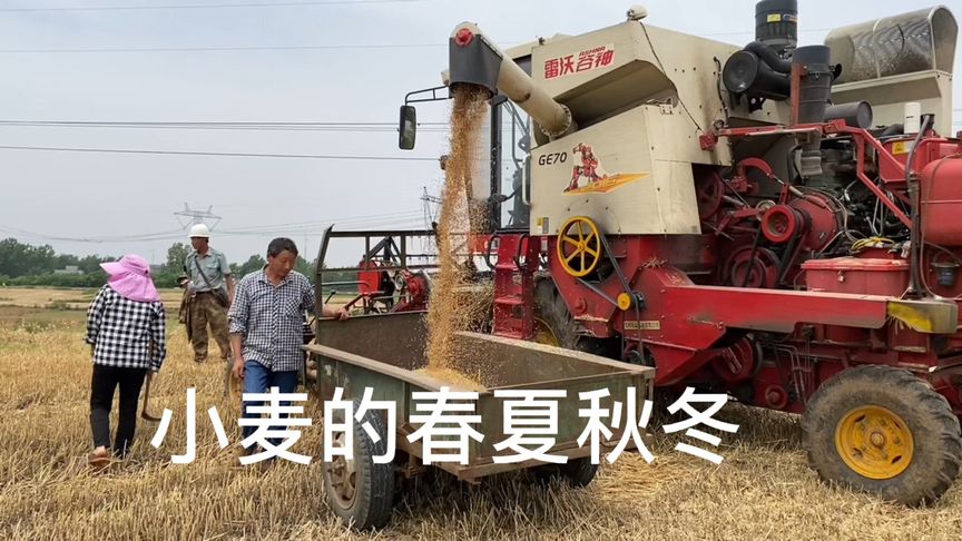 河南南阳小麦收割了,记录小麦从播种到收获的过程,经历春夏秋冬