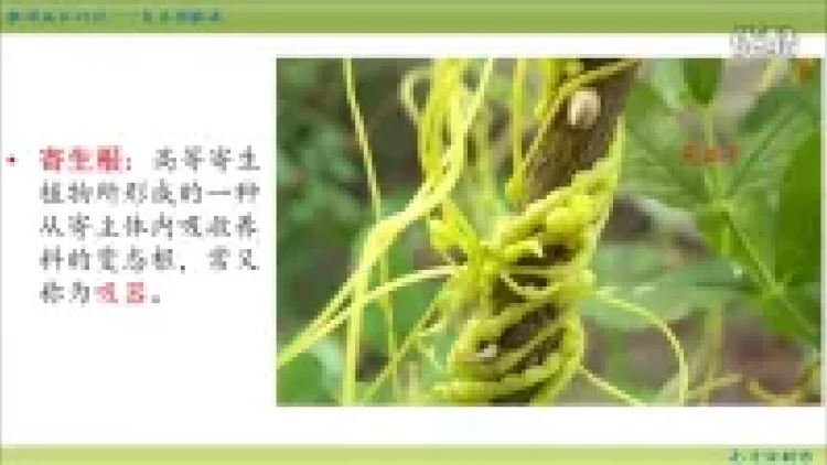 【生物大师】初中生物微课教学视频第48集:变态根、变态茎、变态叶