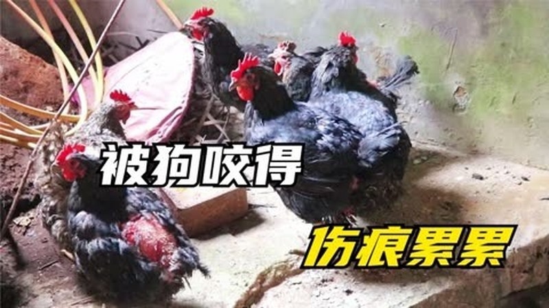 自己家养了3年多的鸡,一夜被狗咬死6只伤6只,太气人了