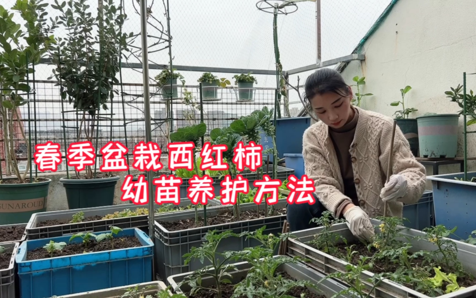 阳台种菜:西红柿做好幼苗期养护,产量翻倍