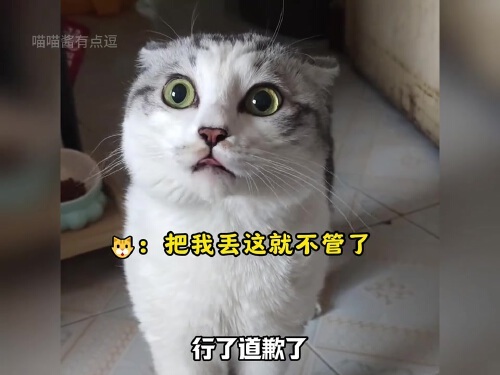 猫这一辈子都没这么生气过!猫咪猫咪生气的样子