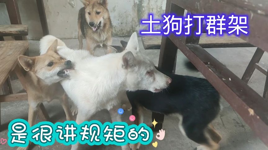 网友想看狗打架的视频,但不是每次都拍得到,这是遇不可求的
