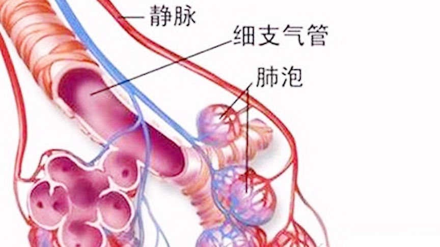支气管哮喘肺功能有哪些特征性改变,它的表现发作前的征兆有哪些