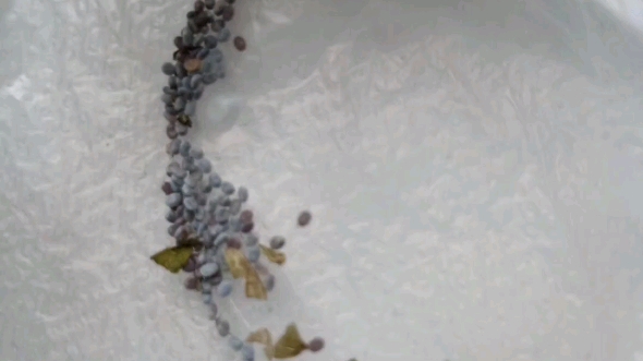 蚕宝宝们的生长历程